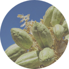 Gout Treatment - Find Relief with Urcinol | PurMEDICA
