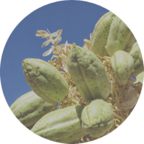 Gout Treatment - Find Relief with Urcinol | PurMEDICA